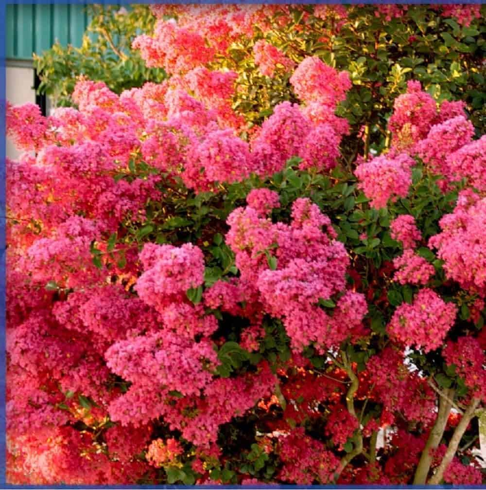 Crape Myrtle Hedge Shrub, Tonto Hot Pink Flowers, Starter Plant - Sandy ...