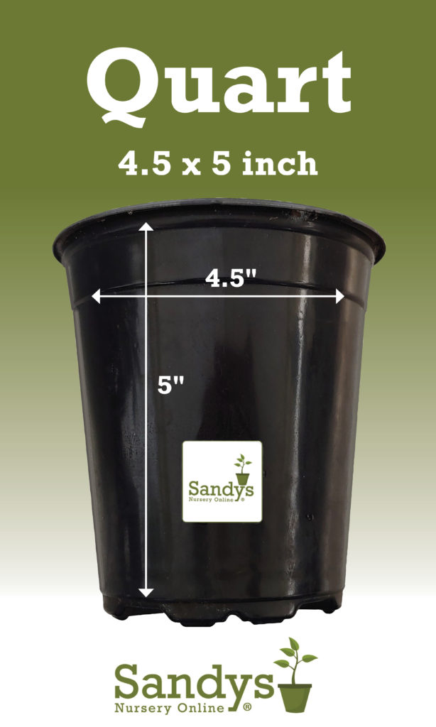 Thuja Green Giant Arborvitae Quart Pots - Sandy's Nursery Online