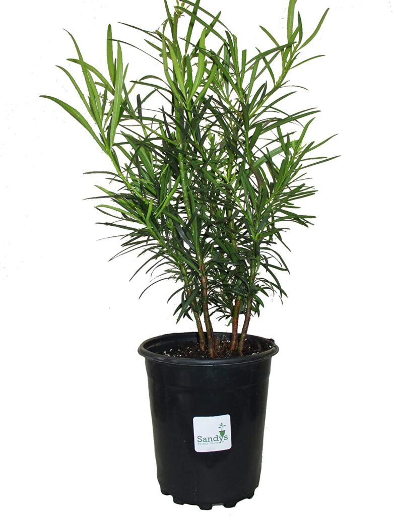 Podocarpus Macrophyllus, Durable Japanese Yew Shrub Gallon Pot - Sandy's Nursery Online