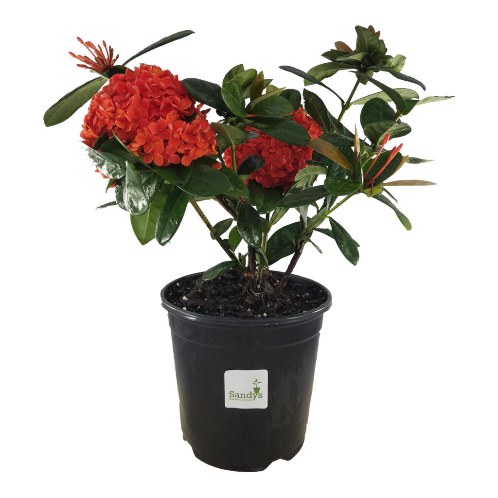 Ixora Coccinea Maui Red Gallon Pot - Sandy's Nursery Online