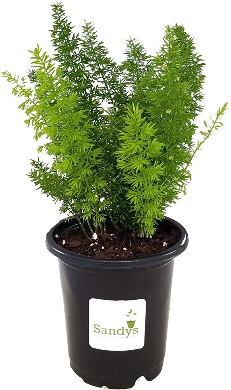 Fern Foxtail Asparagus Meyeri 4 Inch Pot - Sandy's Nursery Online