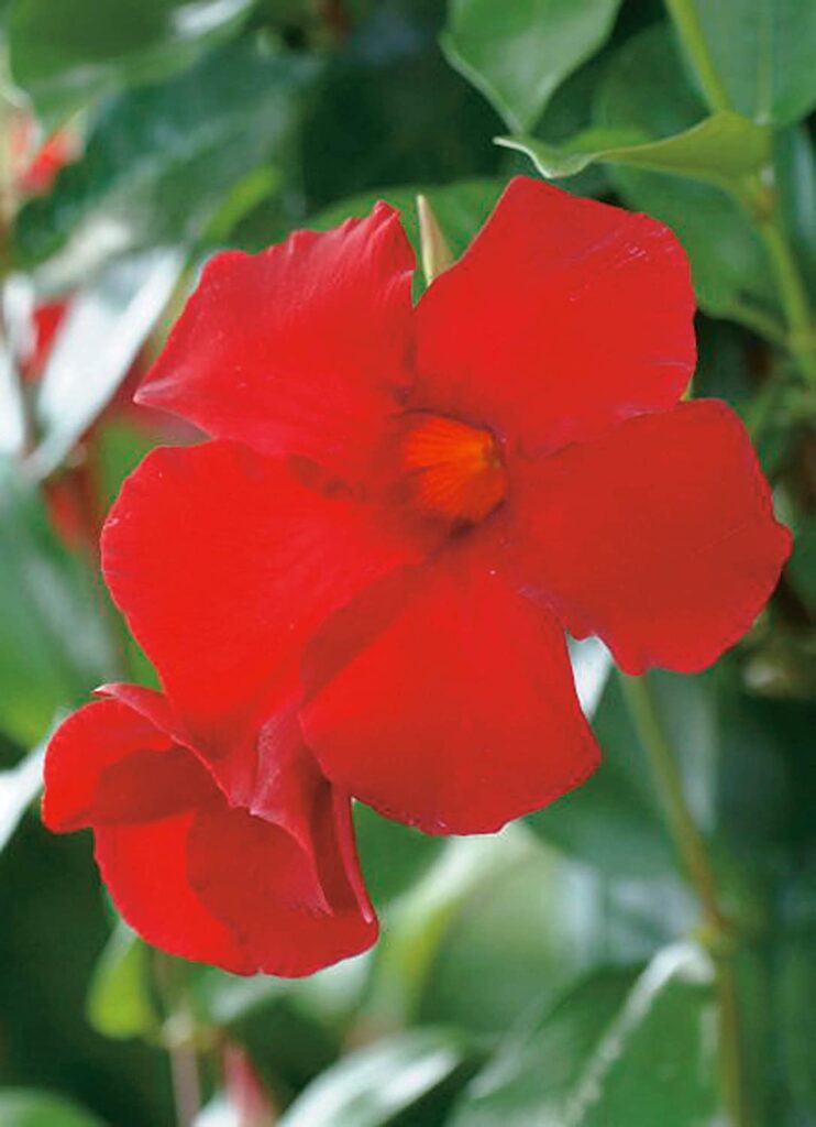 Mandevilla Bright Red Flowers Quart pot - Sandy's Nursery Online