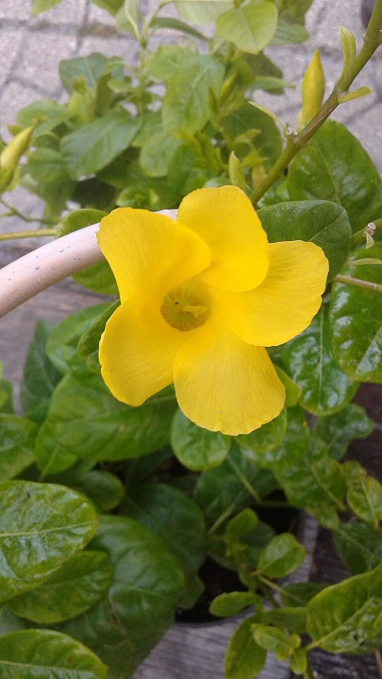 Mandevilla Tropical Plant, Gorgeous Yellow Flower ~Lot of 2~ Starter ...