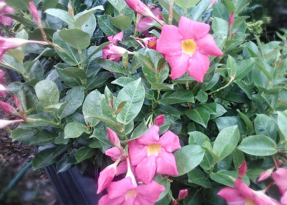 Home - Sandy Nursery Online