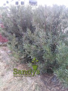Podocarpus Macrophyllus, Durable Japanese Yew Shrub Gallon Pot - Sandy ...
