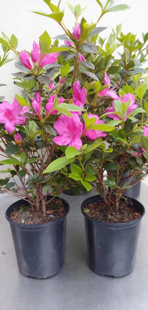 Azalea Purple Formosa Flower Gallon Pot - Sandy's Nursery Online