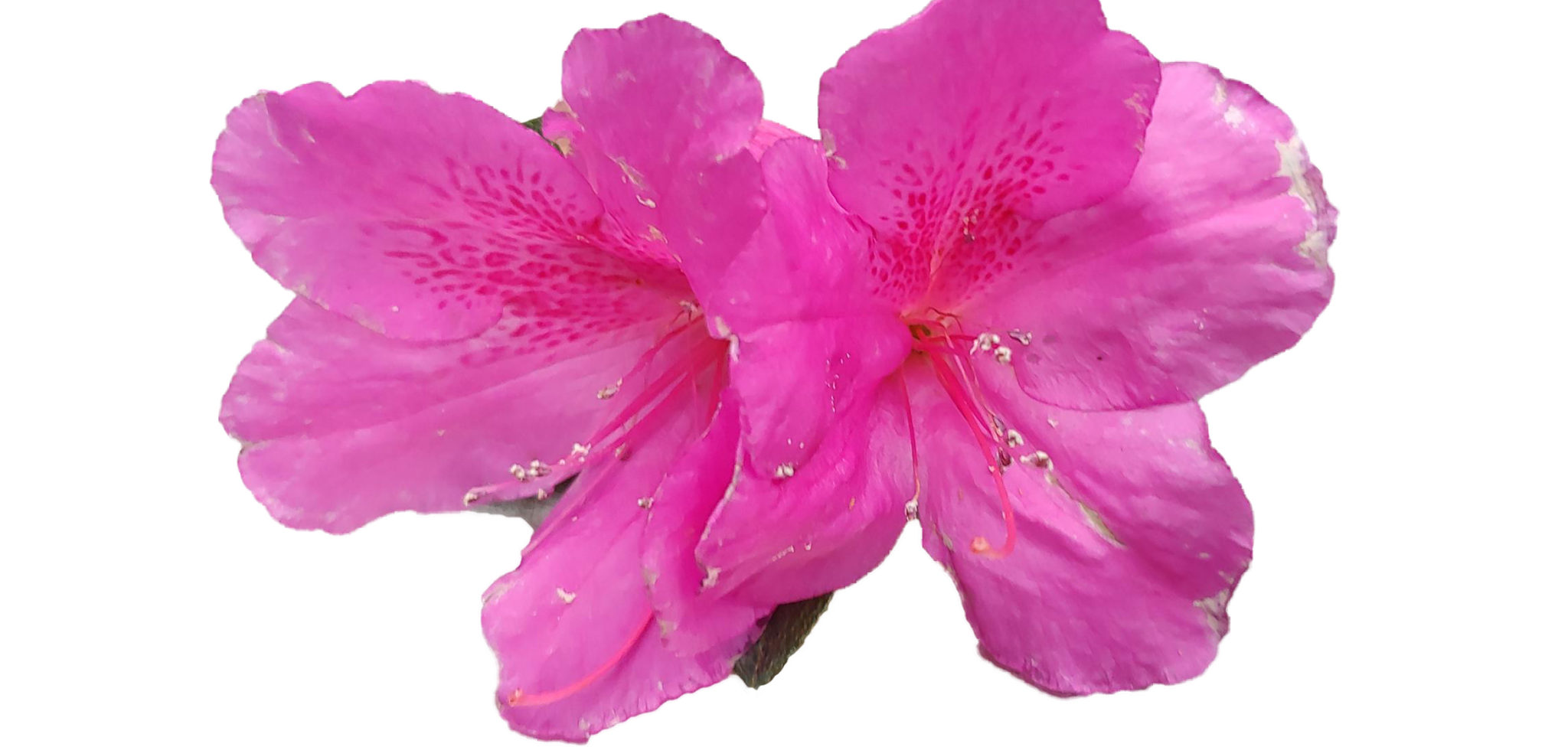 Azalea Purple Formosa Flower Gallon Pot - Sandy's Nursery Online