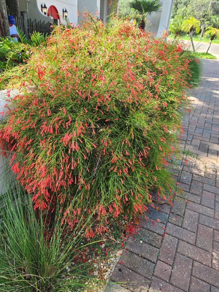 Firecracker Red Russelia Equisetiformis Starter Plant - Sandy's Nursery ...
