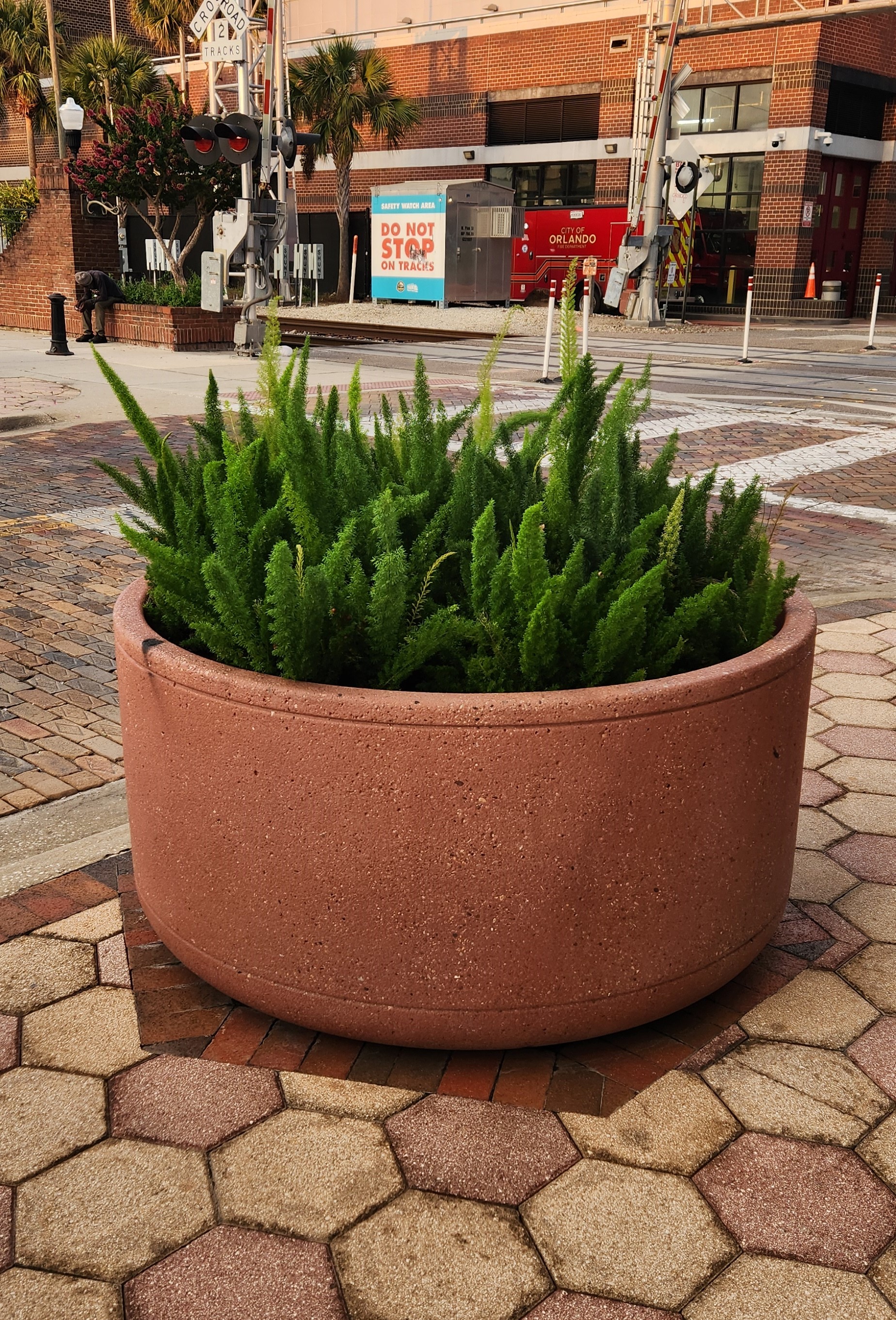 Fern Foxtail Asparagus Meyeri Quart Pot - Sandy's Nursery Online