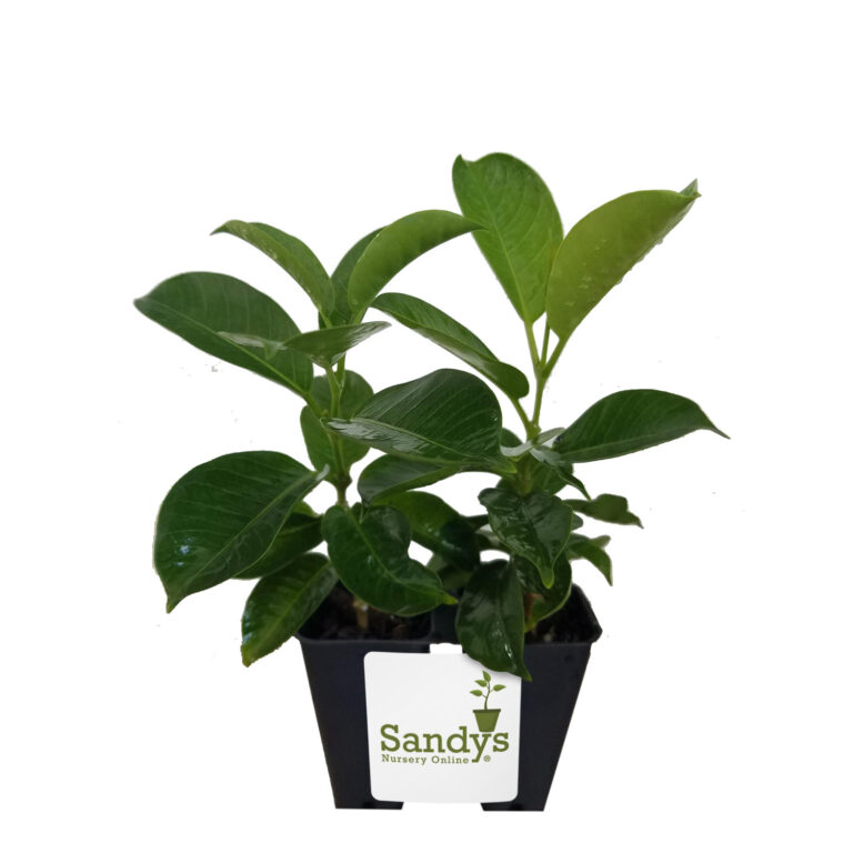 Mandevilla, NEW! 2024 Bluephoria Blue Flowers Starter Plants - Lot of 2 ...