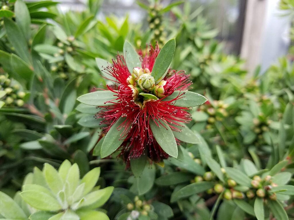 Bottlebrush Dwarf Little John Callistemon Starter Plant - Sandy's ...