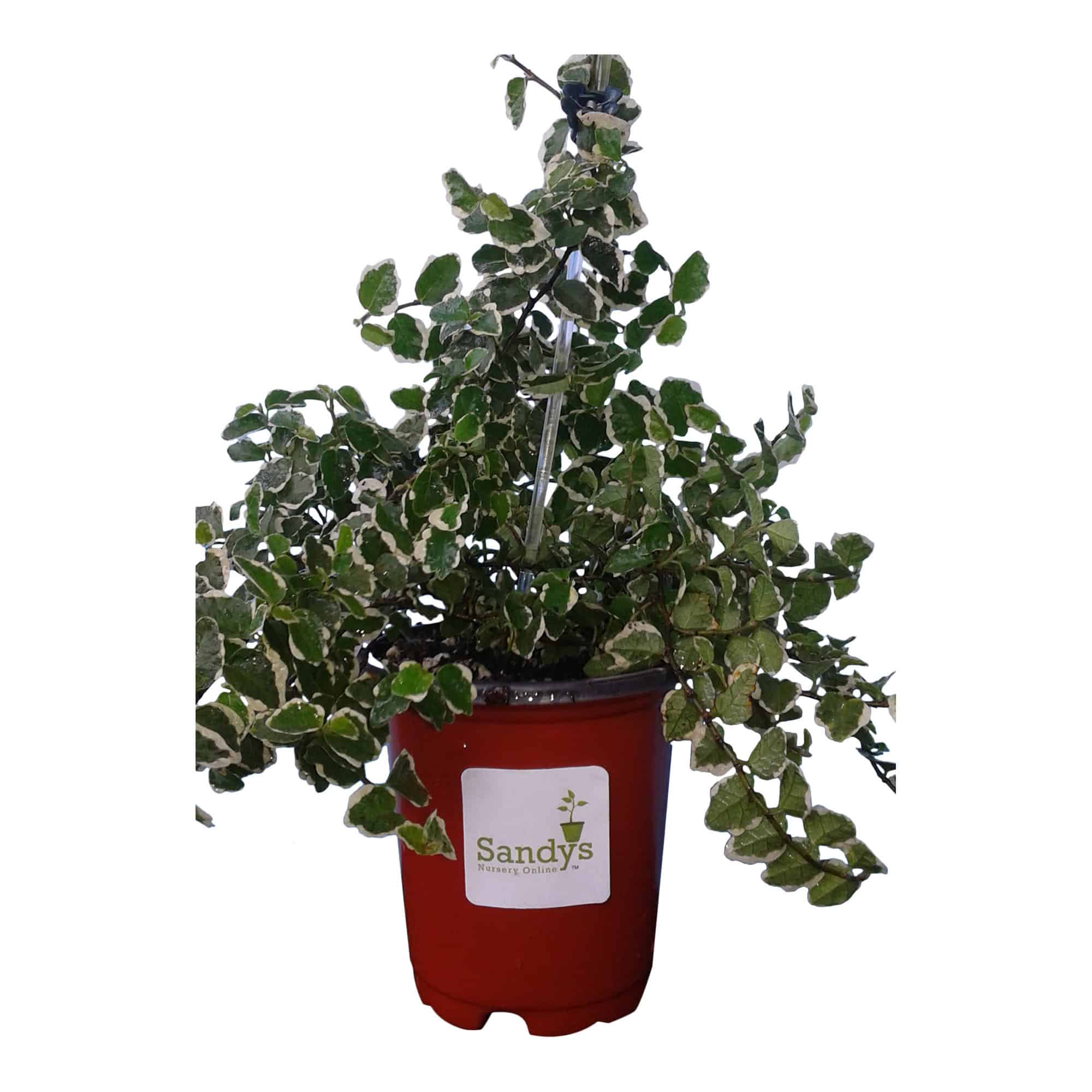 Ficus Pumila Variegata Creeping Fig, Wall Climber, Gallon Pot - Sandy's ...