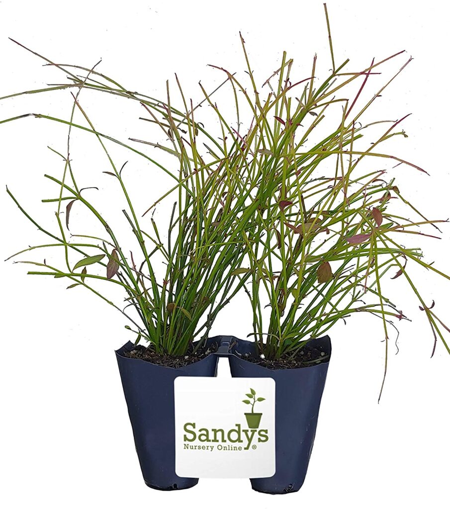 Firecracker Yellow Russelia Equisetiformis Starter Plant - Sandy's ...