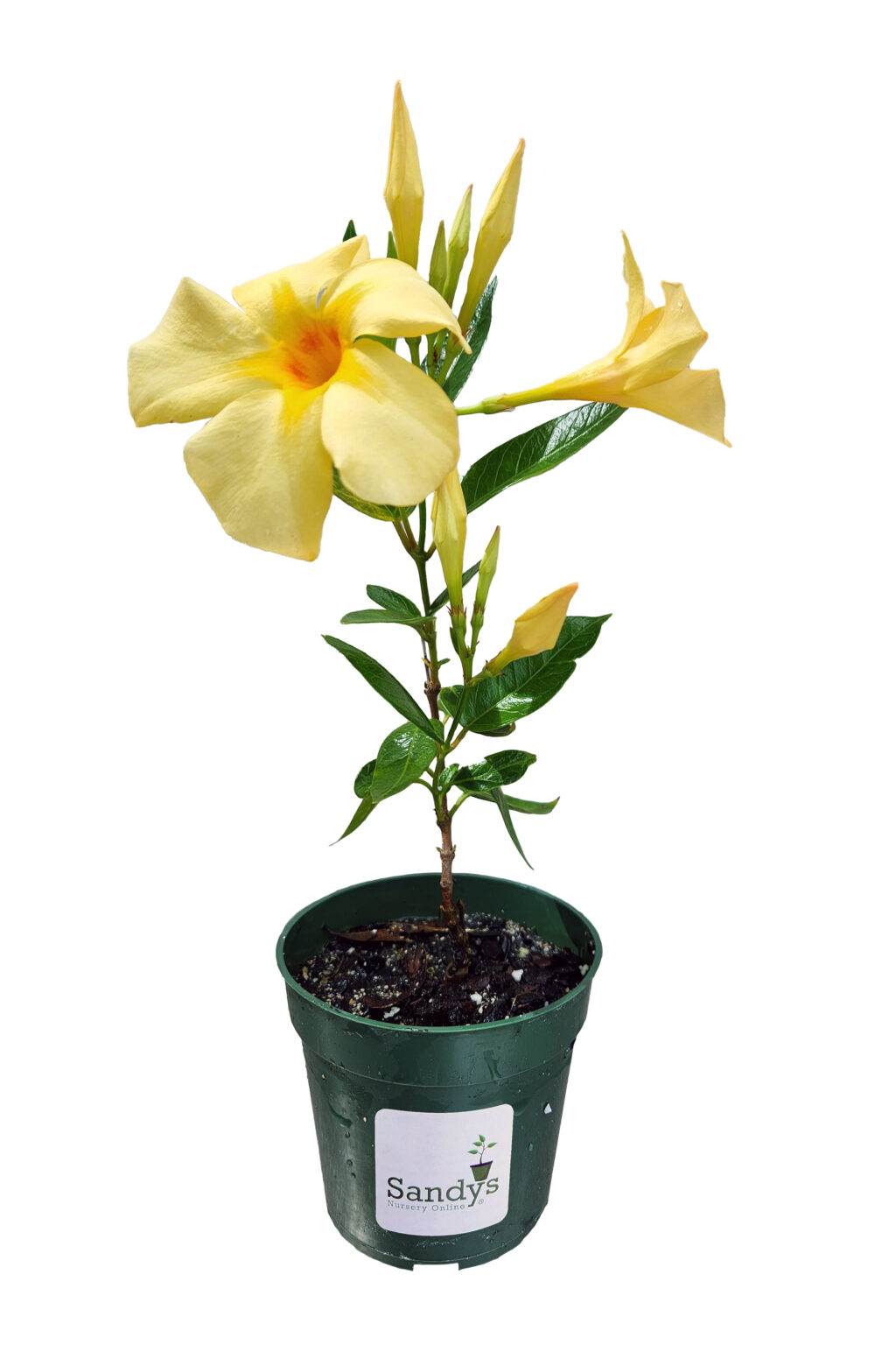 Mandevilla Sunbeam Original 4 Inch Pot - Sandy's Nursery Online