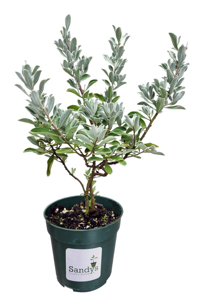 Leucophyllum frutescens ‘Texas Sage’, 4 Inch Pot - Sandy's Nursery Online