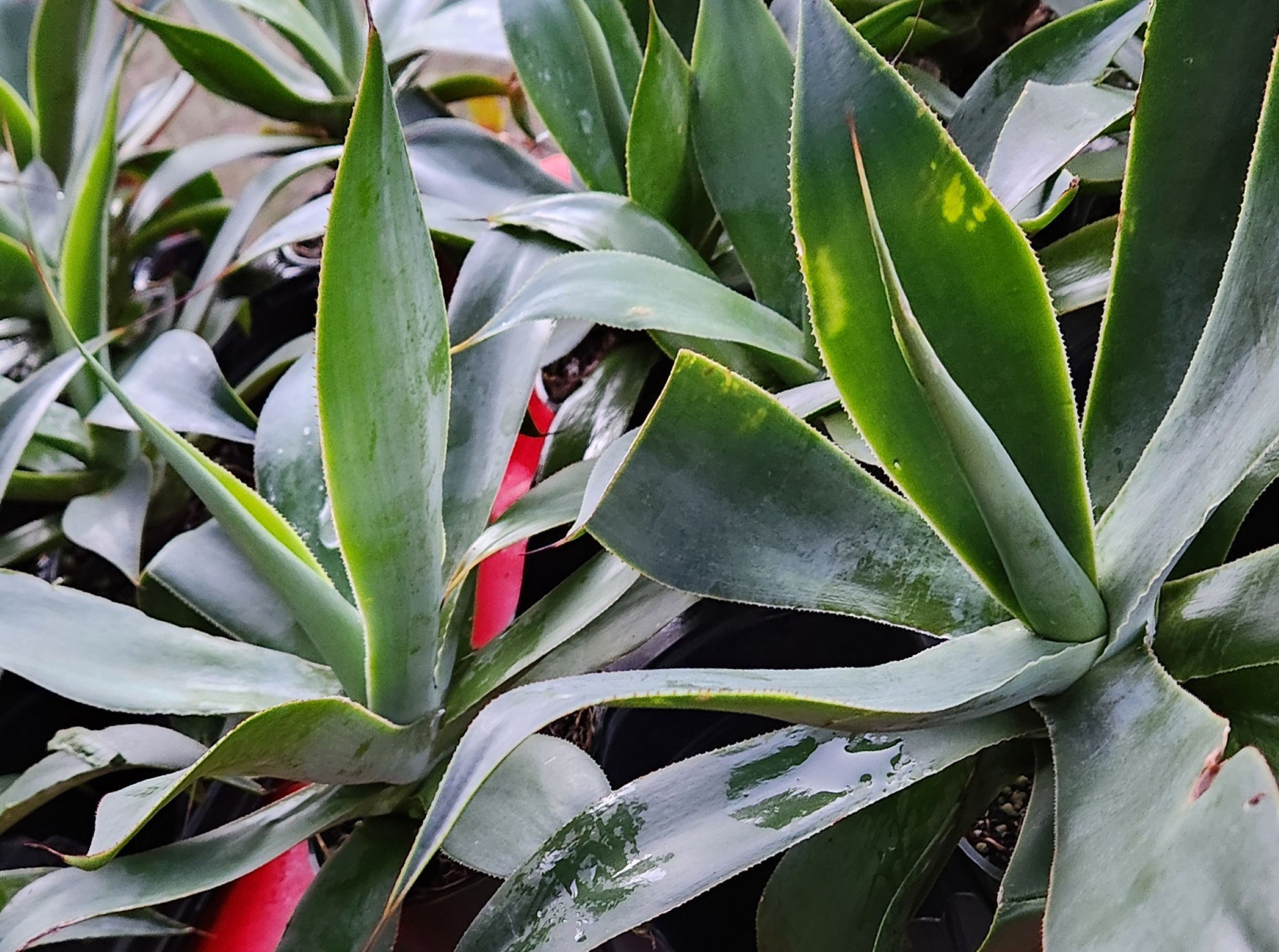 Agave Blue Flame 4-Inch Pot - Sandy's Nursery Online