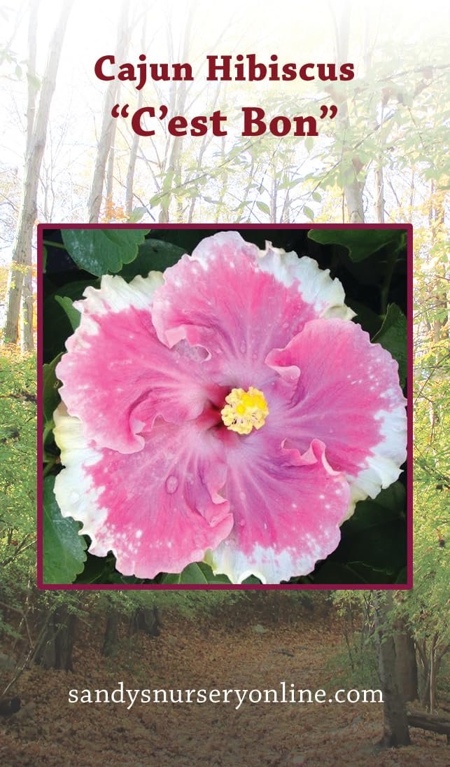 Hibiscus Cajun Color Live Plant, Cest Bon 4 Inch Pot - Sandy's Nursery ...