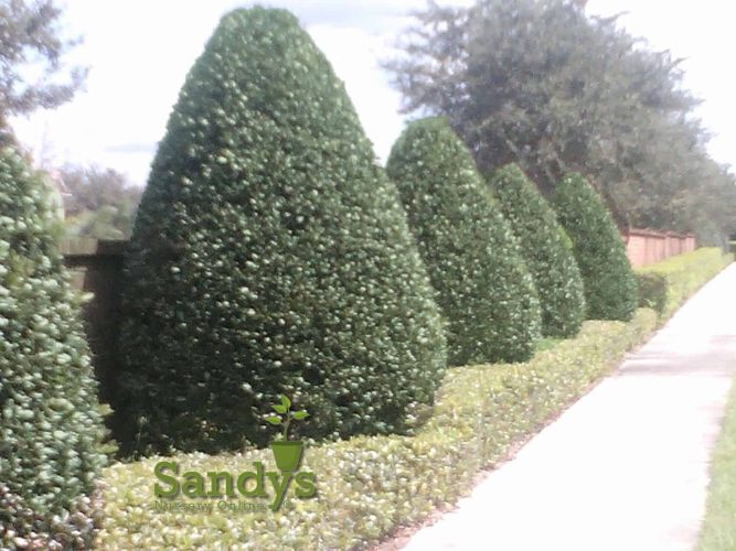 Sandys Nursery Online - Live Plants, Tree and Shrubs